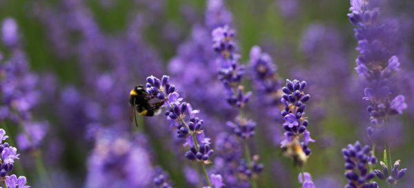 Lavanda OPG Orešković – Prodaja lavanda, proizvoda od lavande